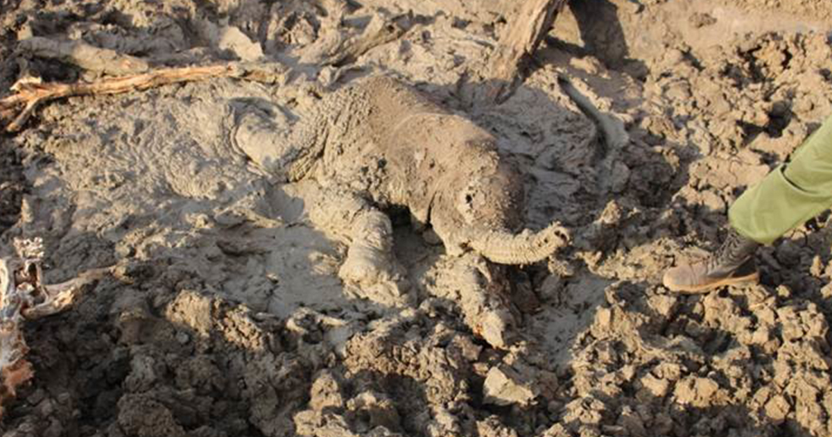 Elephant lies on its stomach in mud – then animal friends look closer ...