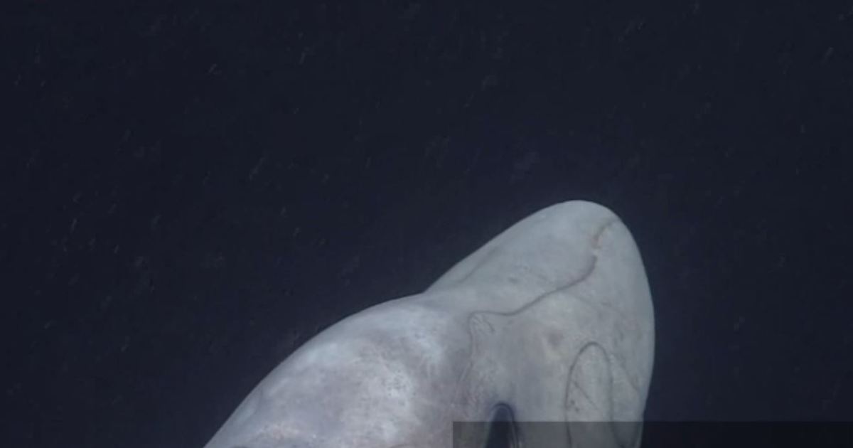 Elusive Ghost Shark caught on film for the first time ever