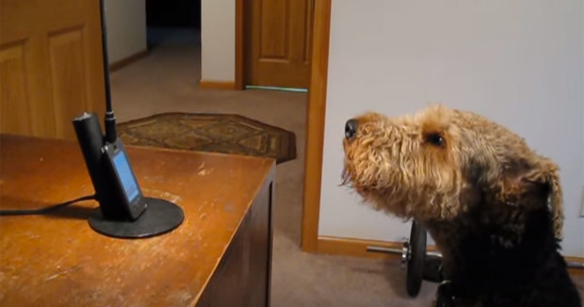 This Dog Speaking To His Owner By Phone Just Made My Day.