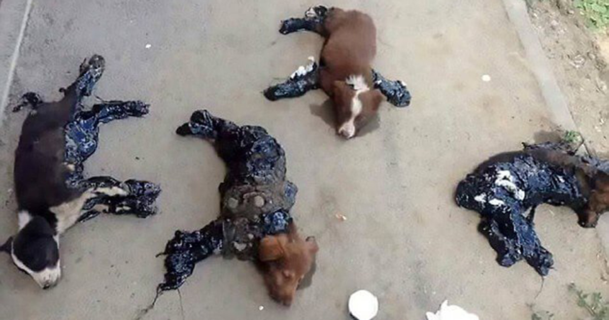 Monster pours boiling tar on 4 puppies – then some heroes find them and ...