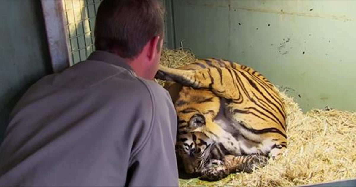 Incredible images: camera captures a tiger birth up close