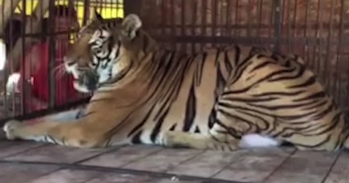 Hoover The Tiger Released After Having Been Trapped In The Circus His ...