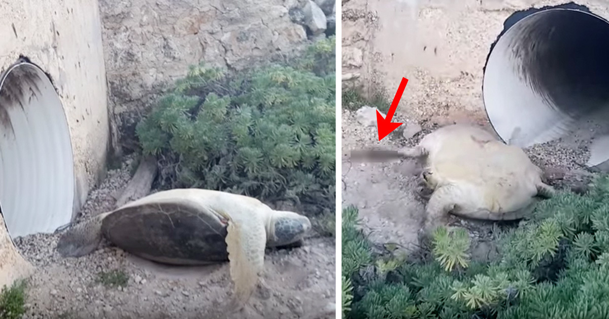 Man finds bloody turtle on the beach and acts immediately