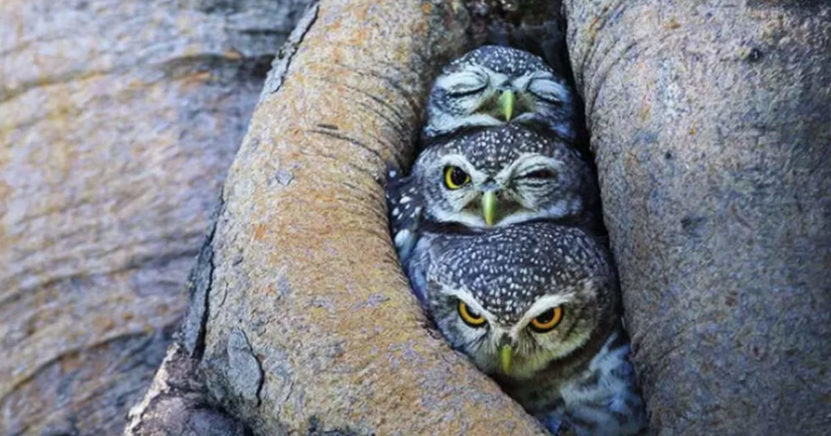 Photographer’s magical snaps capture the owl’s mysterious world