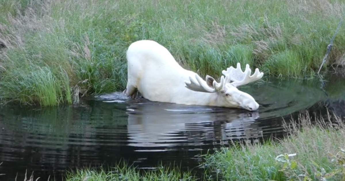 Photographer captures rare white moose on film