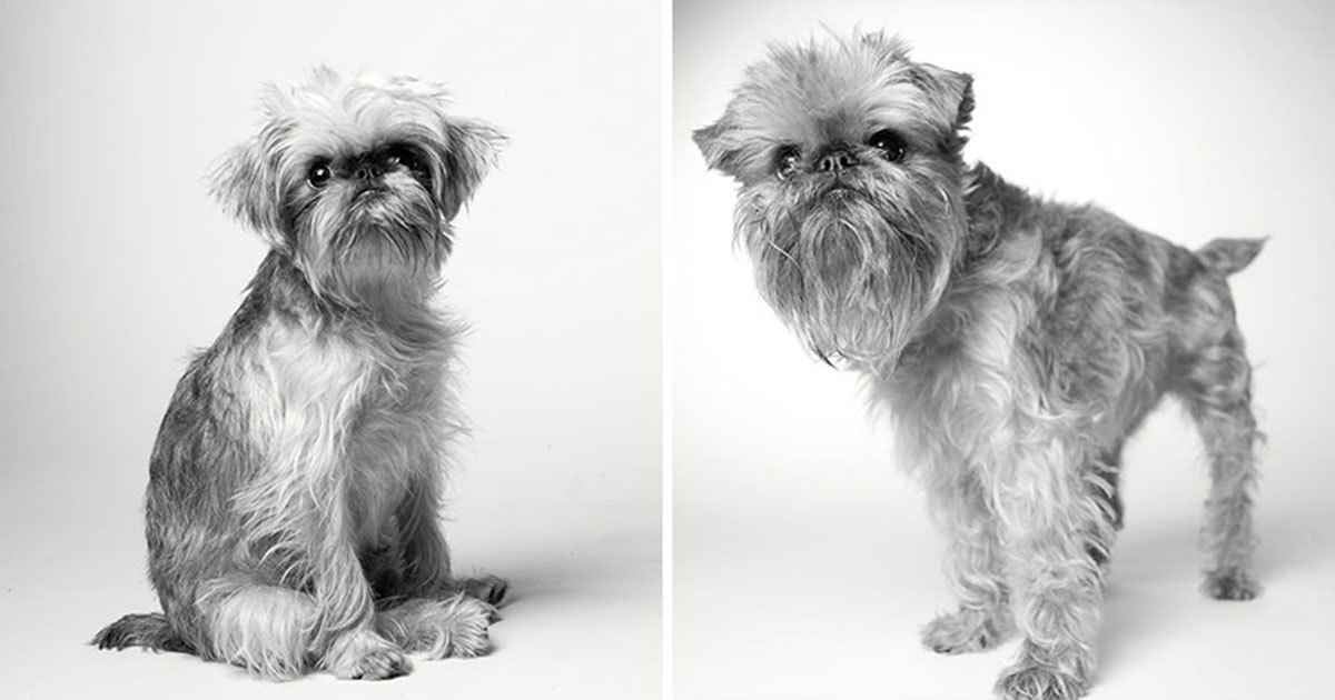 Photographer Captures Dogs Aging Over Time. The Photos Will Warm Your ...