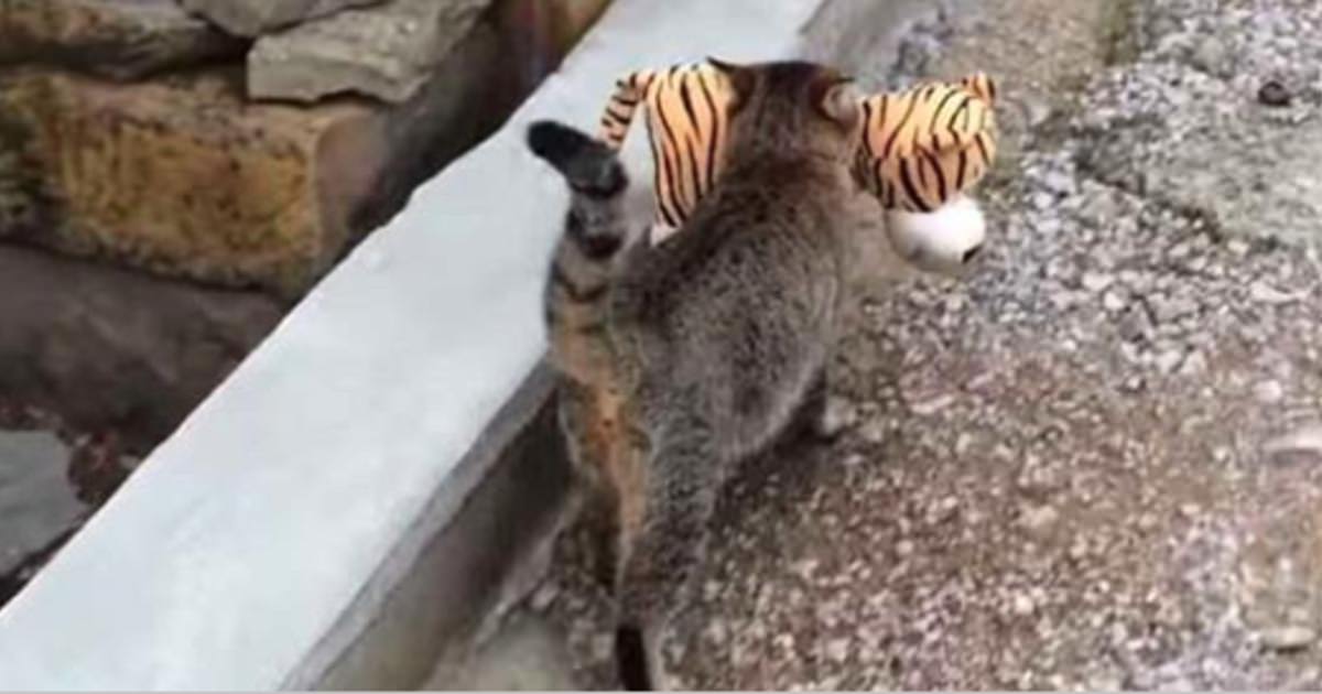 Cat snatches animal from the neighbor – when the camera zooms in, the ...