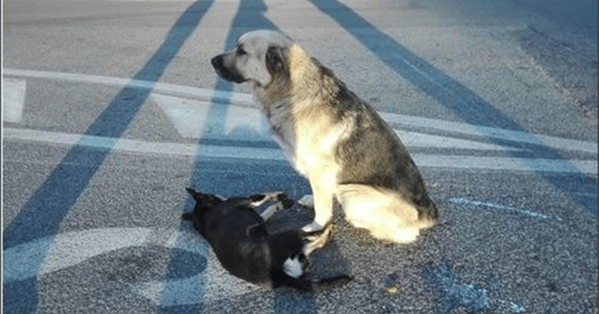 The friendship between these two dogs is moving people around the world ...