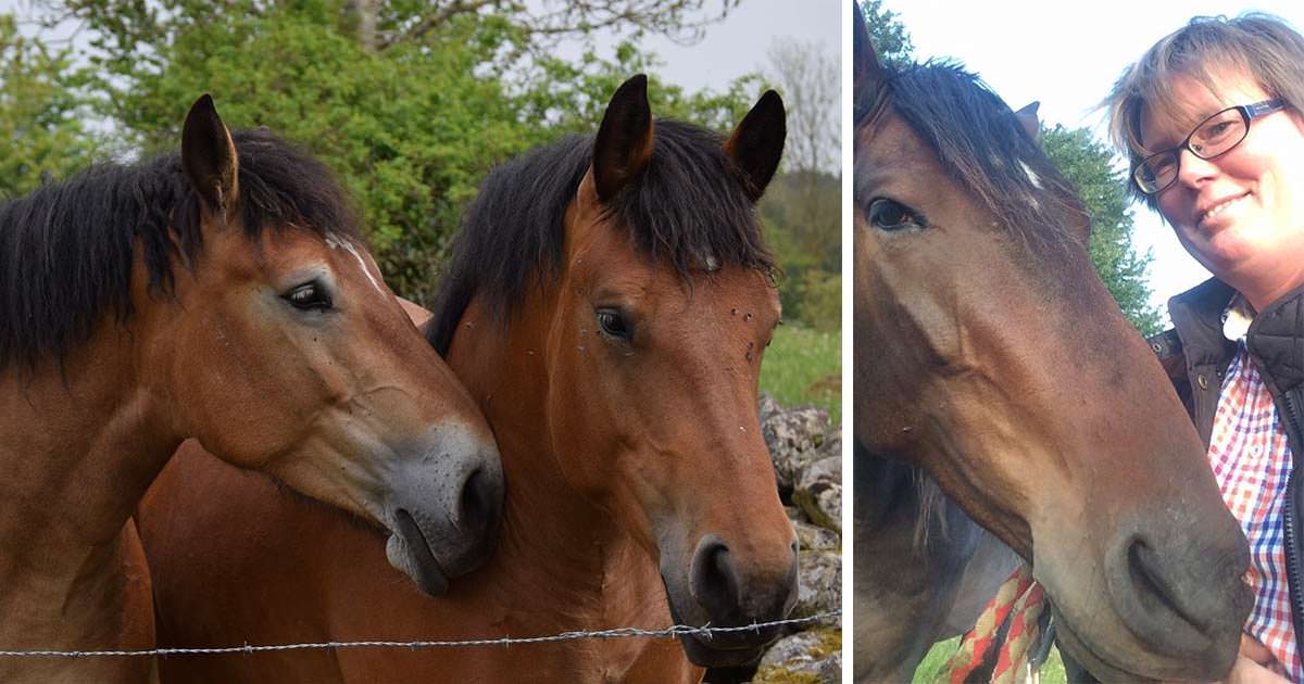 Annette starts retirement homes for horses – to be a haven for retired ...