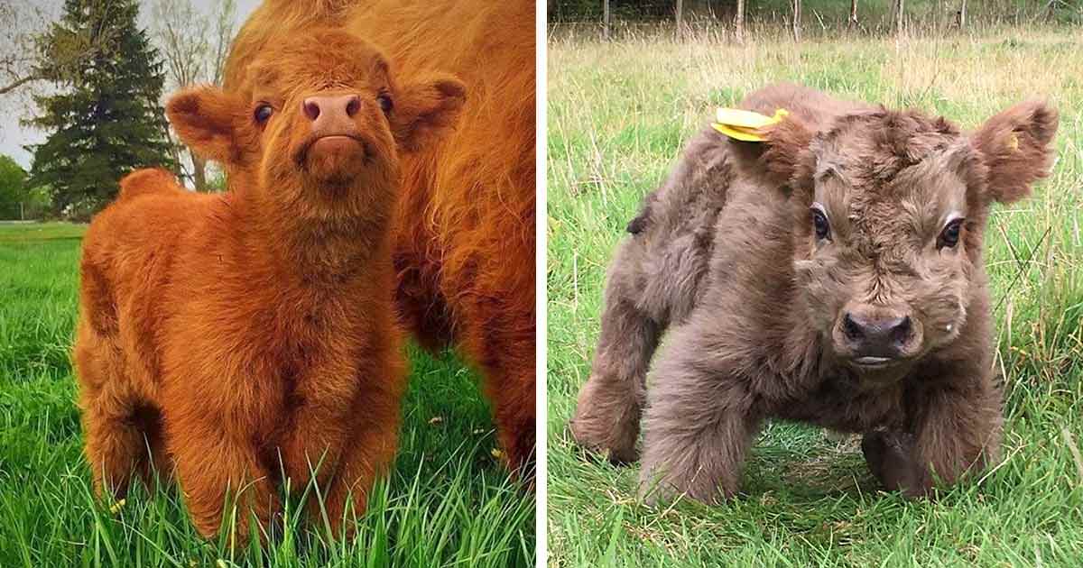 Got the autumn blues? Here are 17 pics of calves that I guarantee will ...
