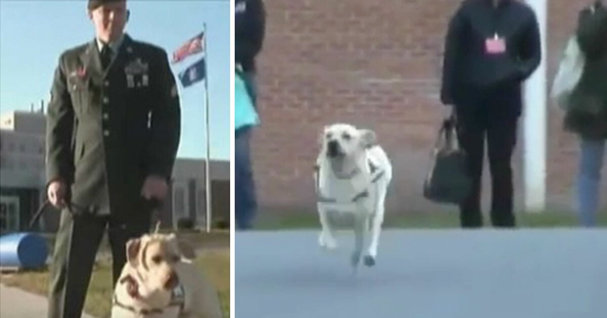 Veteran takes dog into prison – pup runs straight for inmate