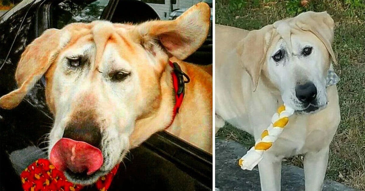 Dog with 'malformed' face dumped by family – then angel saves the day