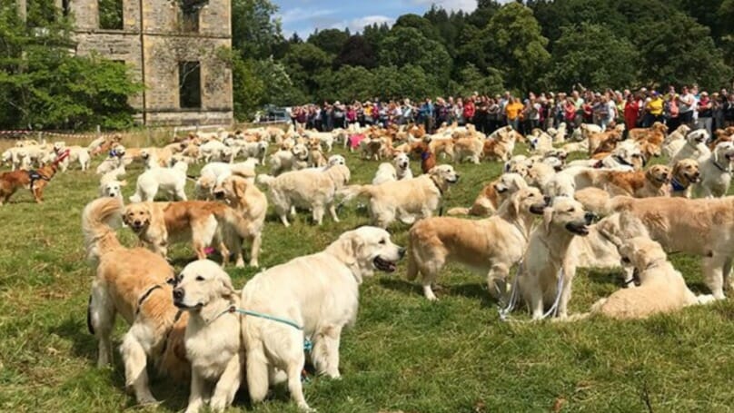 Golden Retriever breed celebrates 150th birthday with 361-strong party