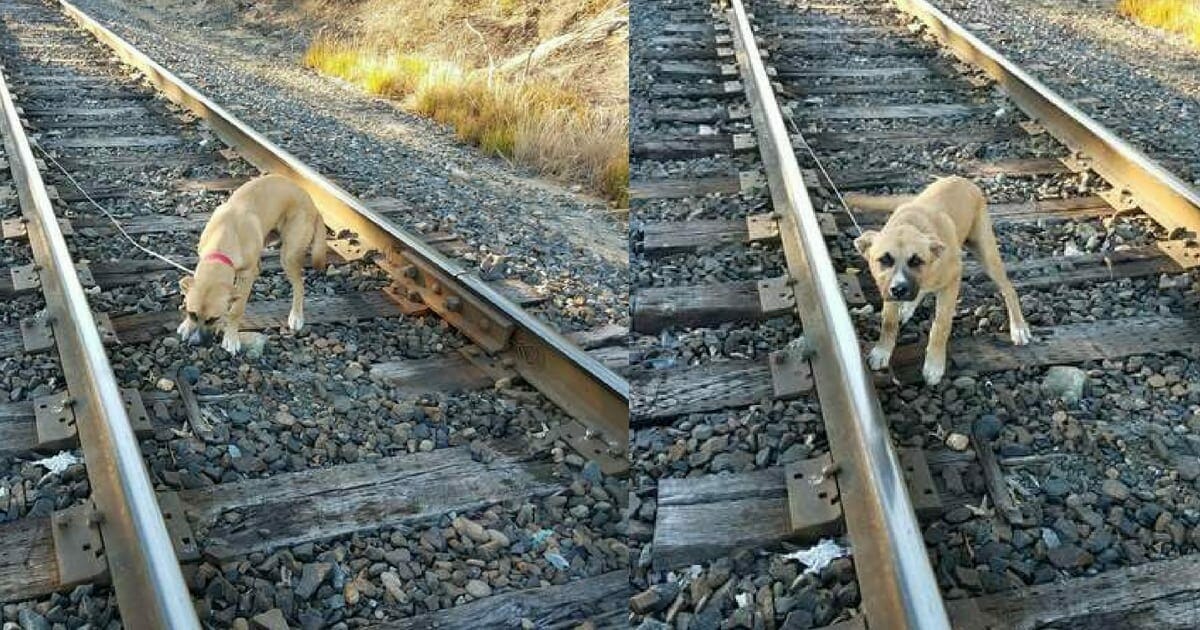 Man sees puppy trapped on railroad tracks, panics and rushes to his side