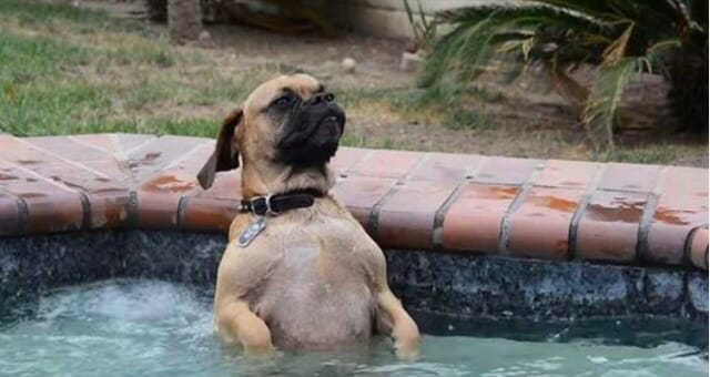 Dog sits down in hot tub for relaxing bath and his reaction is ...