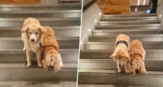 Blind dog is lovingly guided by its own personal service dog