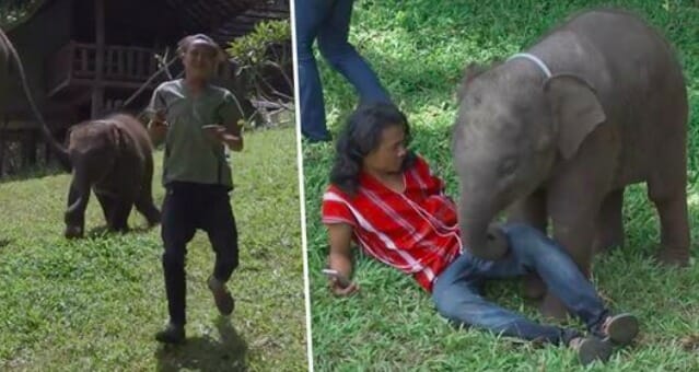 Playful baby elephant can't get enough of 'cuddling' with tourists