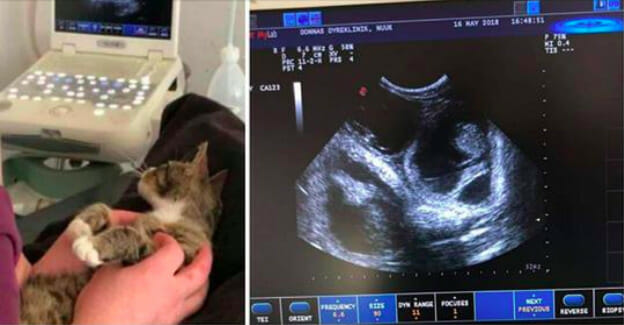 Cat finds out she's pregnant – freaks out with priceless look on face ...