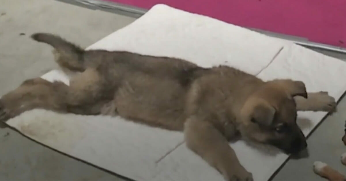 Vet gives puppy death sentence – boss looks at her paws and shouts out