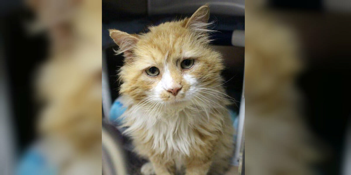 Cat walks 12 miles to reunite with old family – they sentence him to death