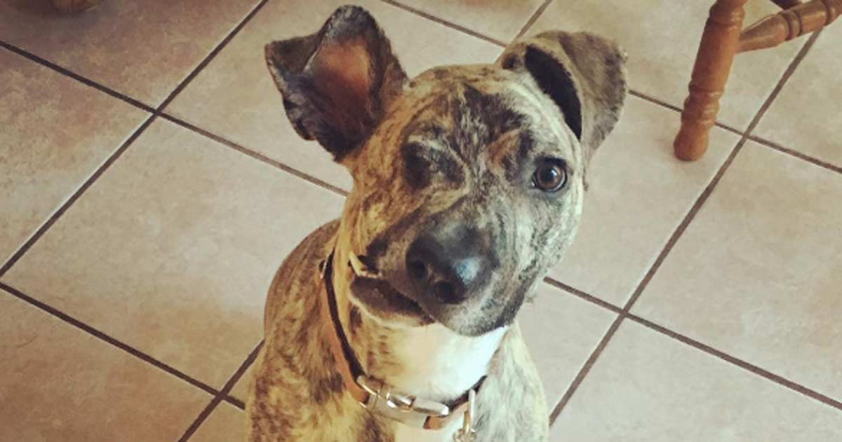 Deformed dog set to be euthanized – then vets look at X-ray scans