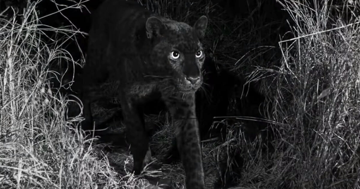 Black leopard photographed in Africa for first time in almost 100 years