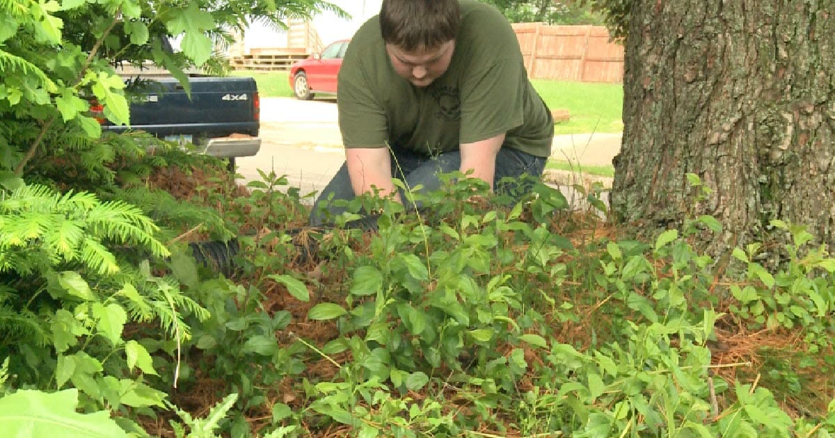 Students earn school credit by doing yard work for neighbors in need