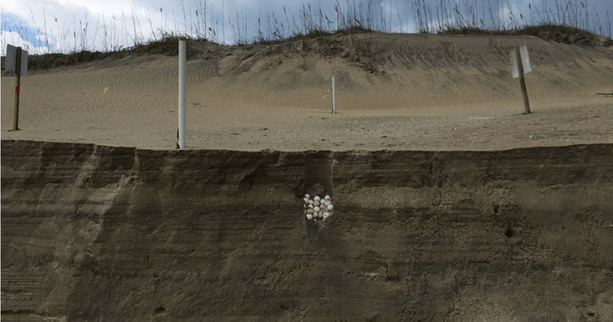 Erosion caused by Hurricane Dorian reveals nest of sea turtle eggs