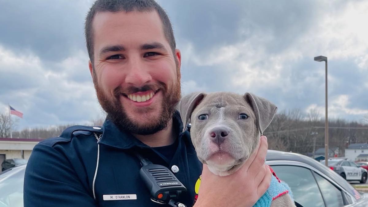 Police officer adopts stray pit bull puppy after finding him on the street