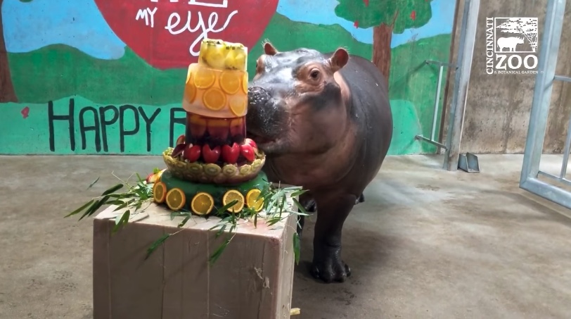 World Famous Fiona The Hippo Celebrates Her Fourth Birthday With An
