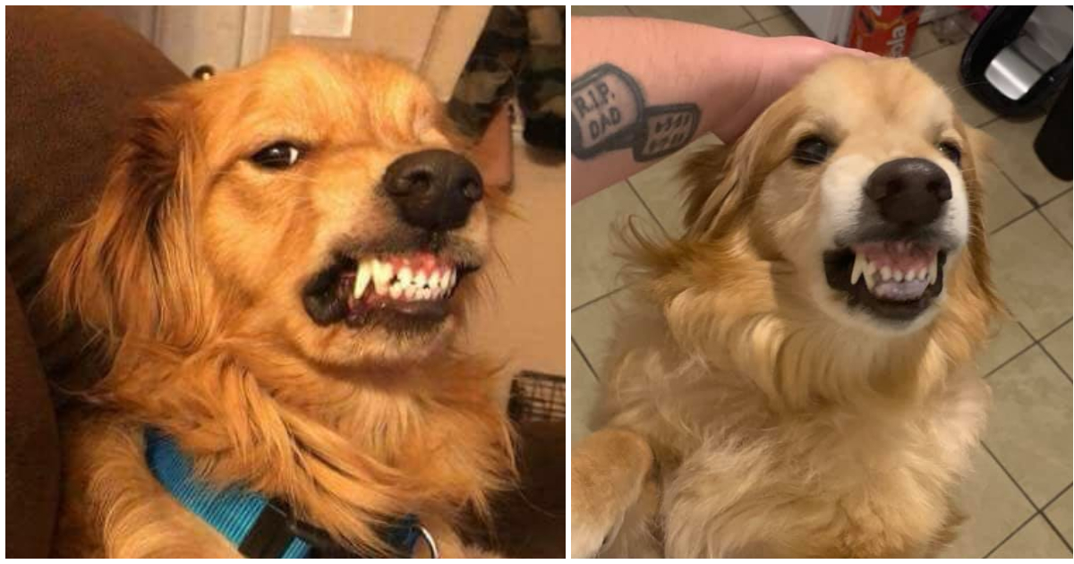 Man adopts dog who was called 'unadoptable' because of his unique smile