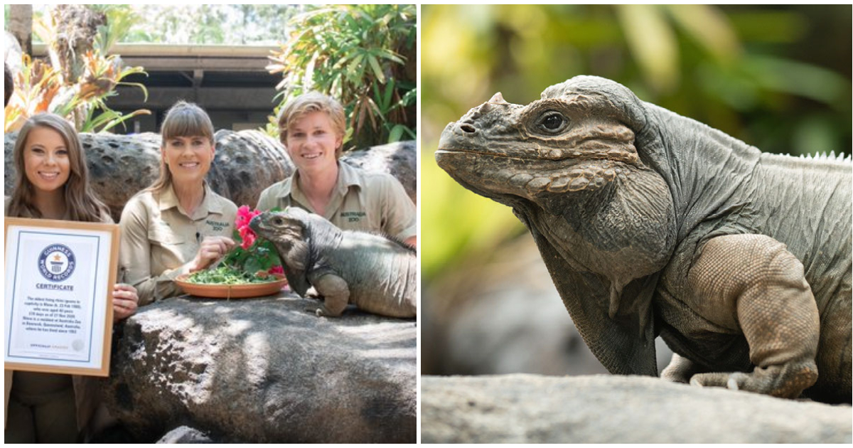 Rhino iguana owned by Irwin family named the oldest in the world by ...
