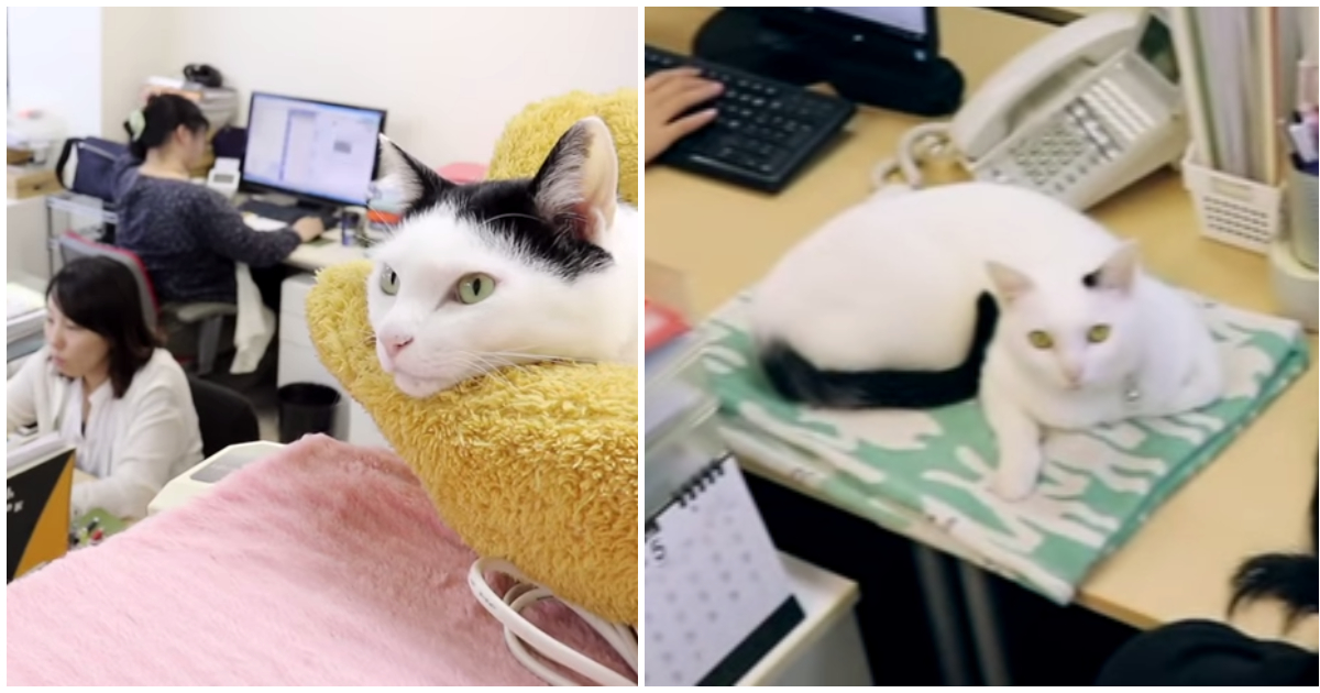 IT company takes in 9 rescue cats, who help make the work day a whole ...