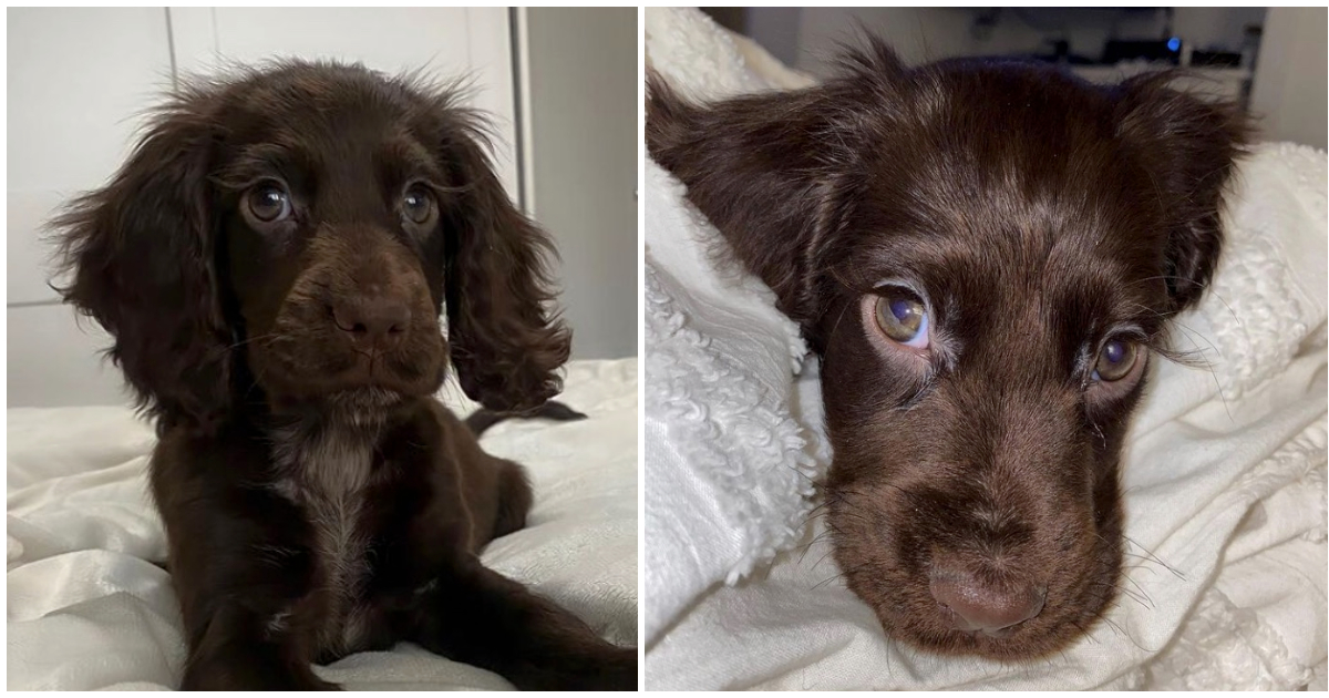 Gorgeous dog becomes a viral star for her long natural eyelashes