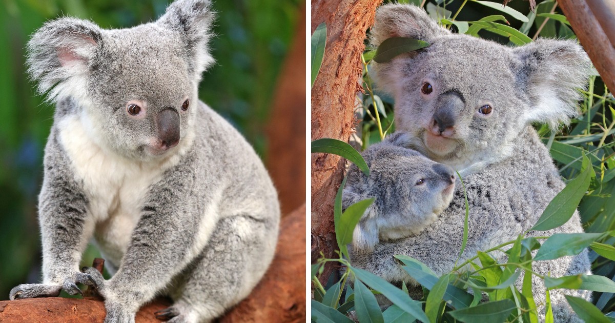 19-year-old koala, one of the world's oldest, died last week at a South ...