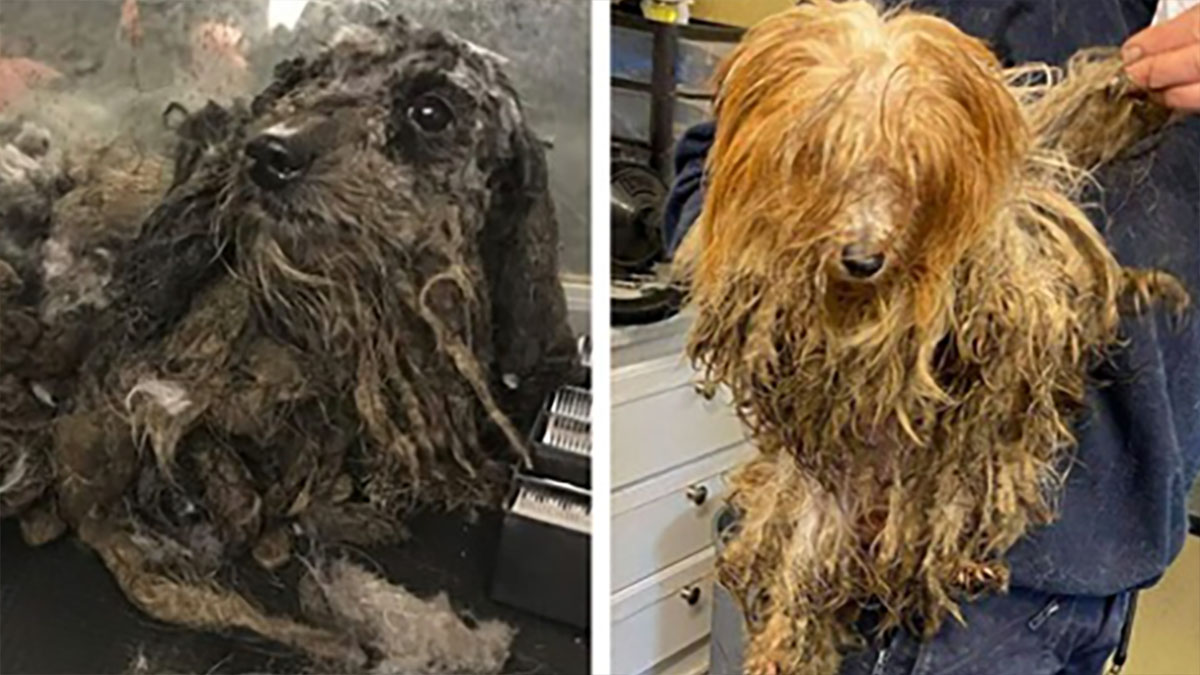 Animal rescuers "reduced to tears" after finding 30 neglected dogs