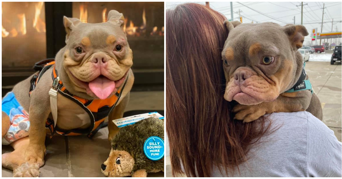 Special needs dog with spina bifida who got stood up by his adopters ...