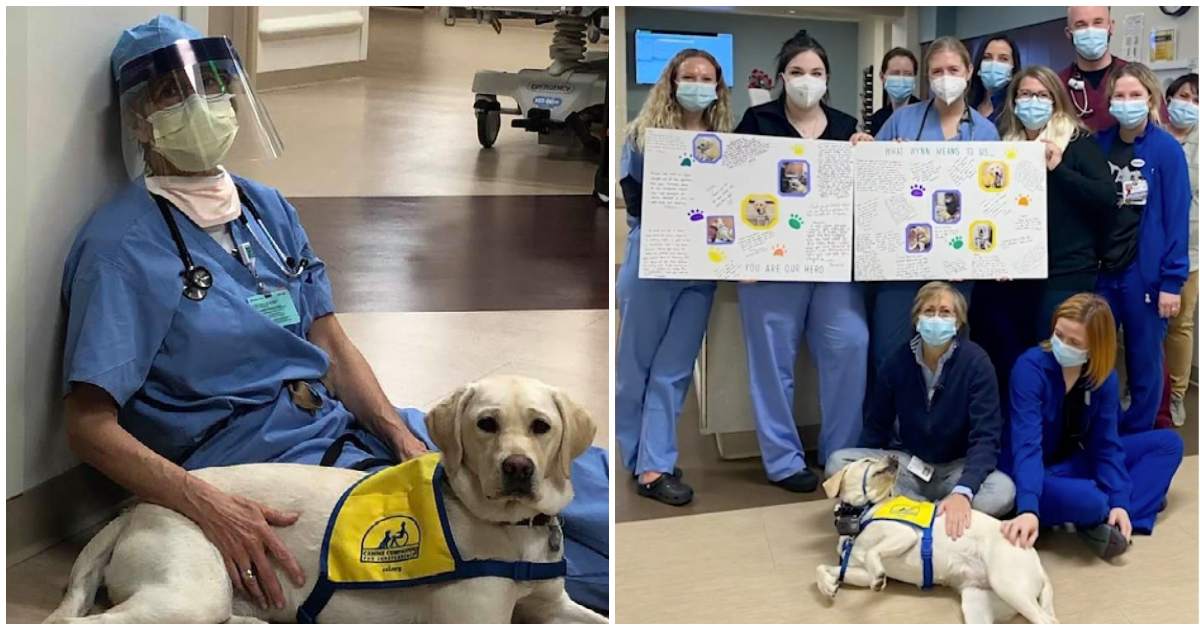 Service dog who provided comfort for overworked hospital staff gets a ...