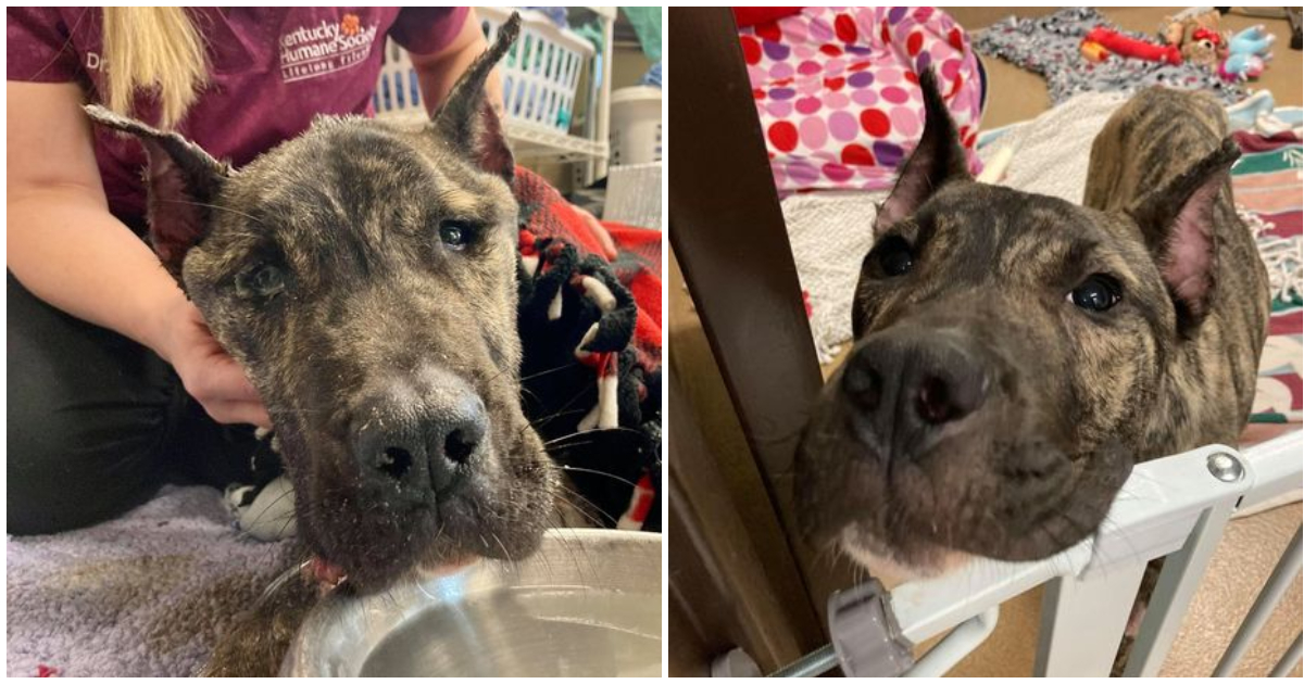 Ethan, the dog left to starve in crate, continues to make a recovery ...