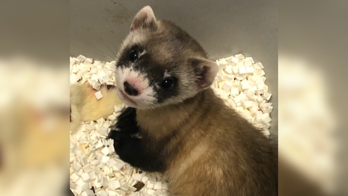Elizabeth Ann, the first US endangered animal to be cloned, makes her debut