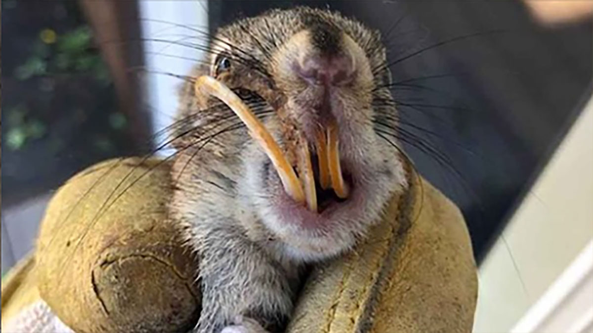 Animal lover finds squirrel with giant tooth, brings him home and gives ...