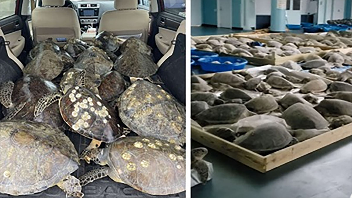 People are saving sea turtles from the extreme cold – thank you