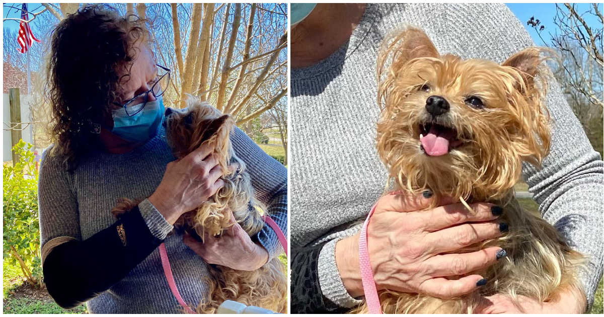 missing dogs - Read up on all the latest about missing dogs on Newsner