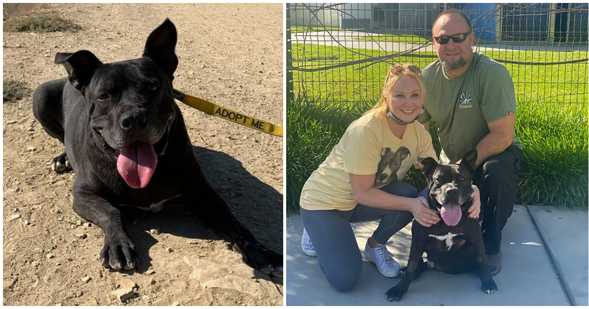 animal adoption - Read up on all the latest about animal adoption on ...