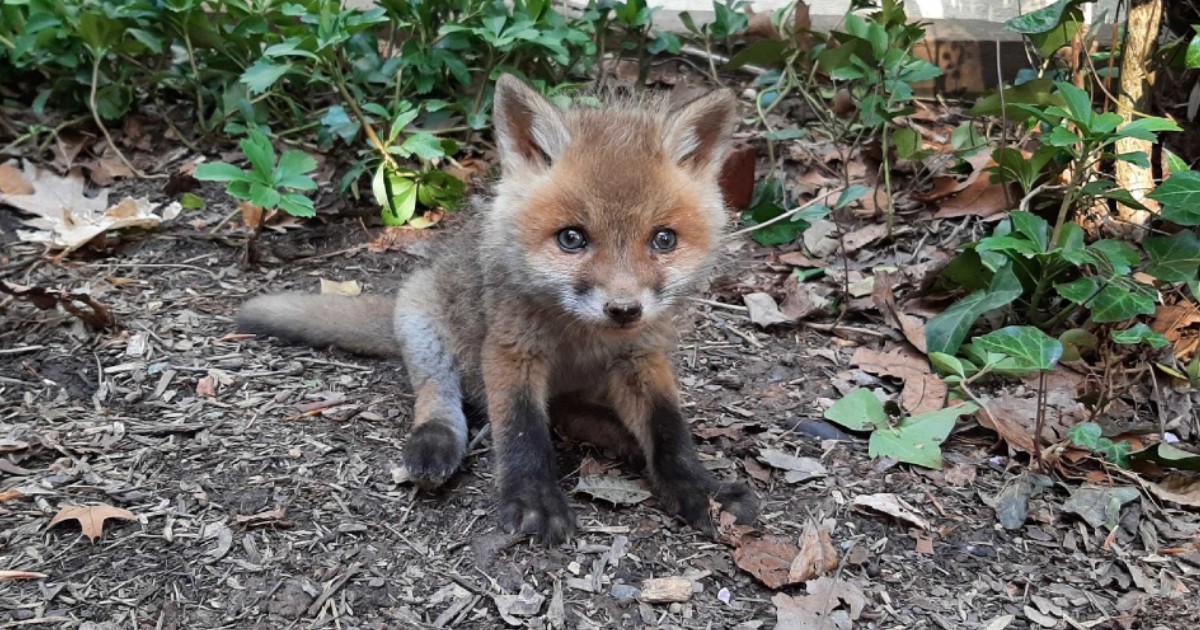 Cute baby fox found alone and 'crying for his mother' saved by rescuers