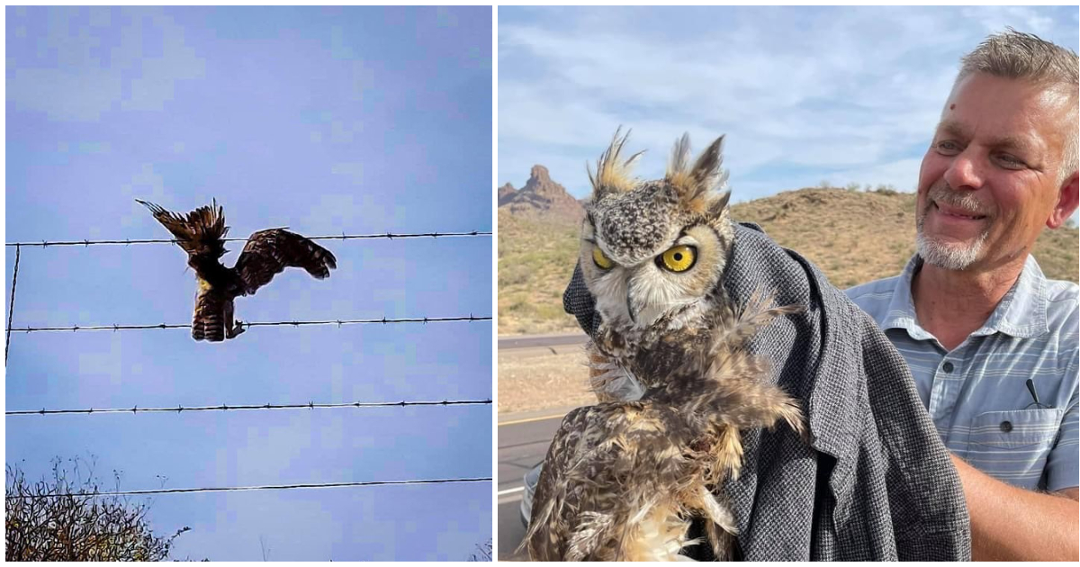 Driver pulls over to rescue owl trapped in barbed wire fence