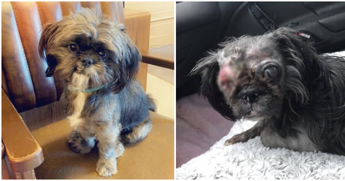 burnt dogs - Read up on all the latest about burnt dogs on Newsner