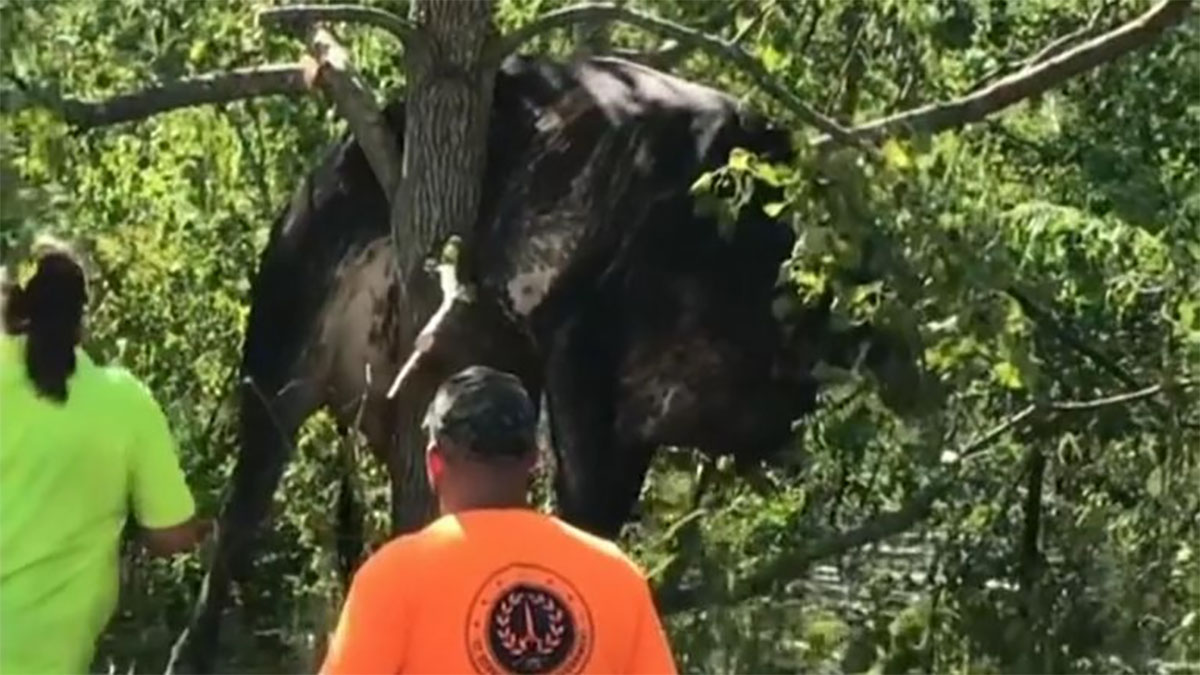 Rescue workers free cow trapped in tree following deadly Hurricane Ida