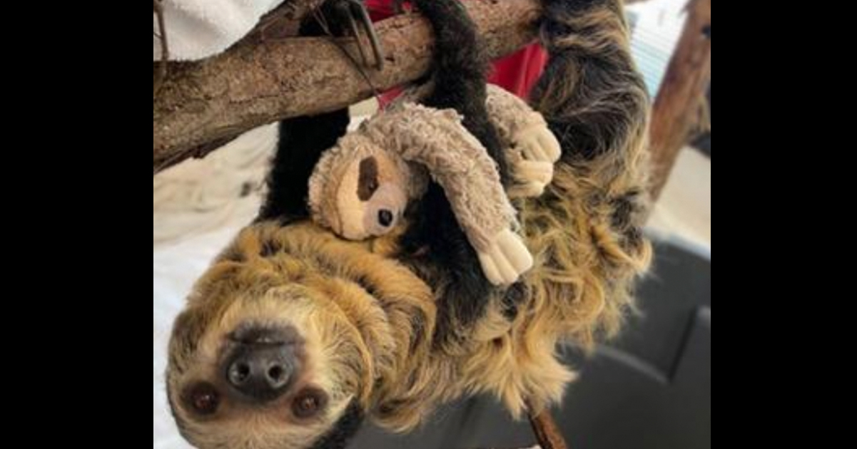 Zoo mourn loss of what would have been first sloth baby stillborn pup