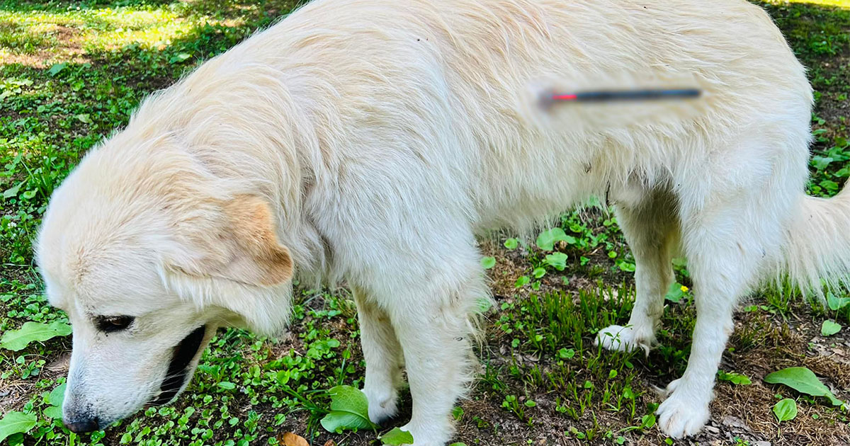 Veteran claims his dog was attacked with arrow: “He was hardly breathing”